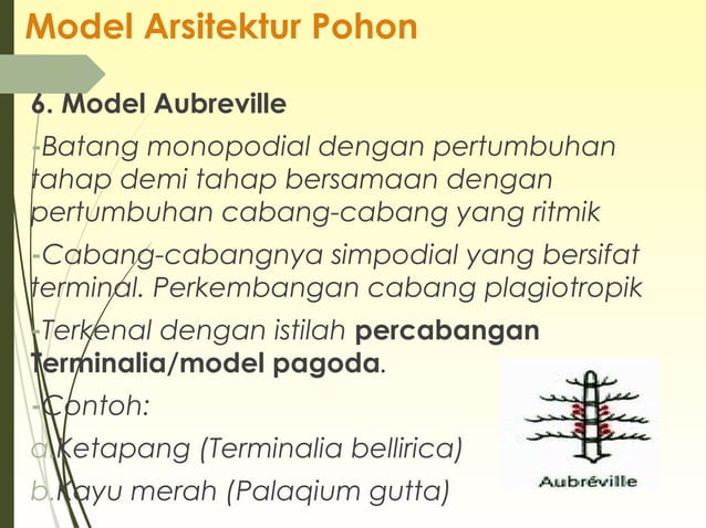 Arsitektur pohon | PPT