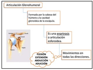 Articulaciones del Hombro [Anatomía] | PPTX