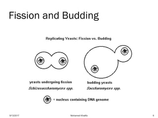 Art and oocyte maturatio | PPT