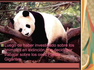 Artículo de opinión sobre animales en extinción. | PPT