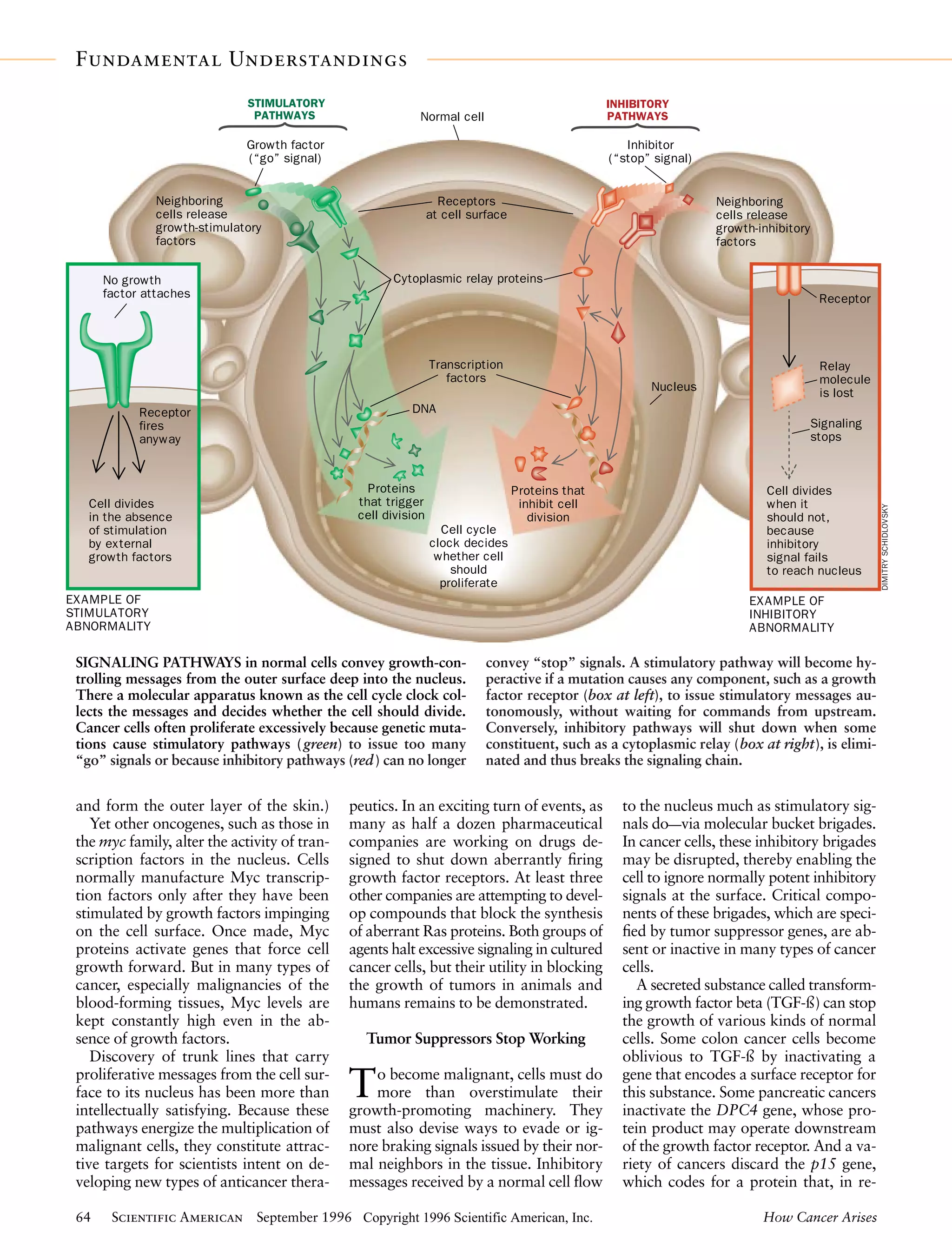 Artículo how cancer | PDF