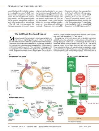 Artículo how cancer | PDF
