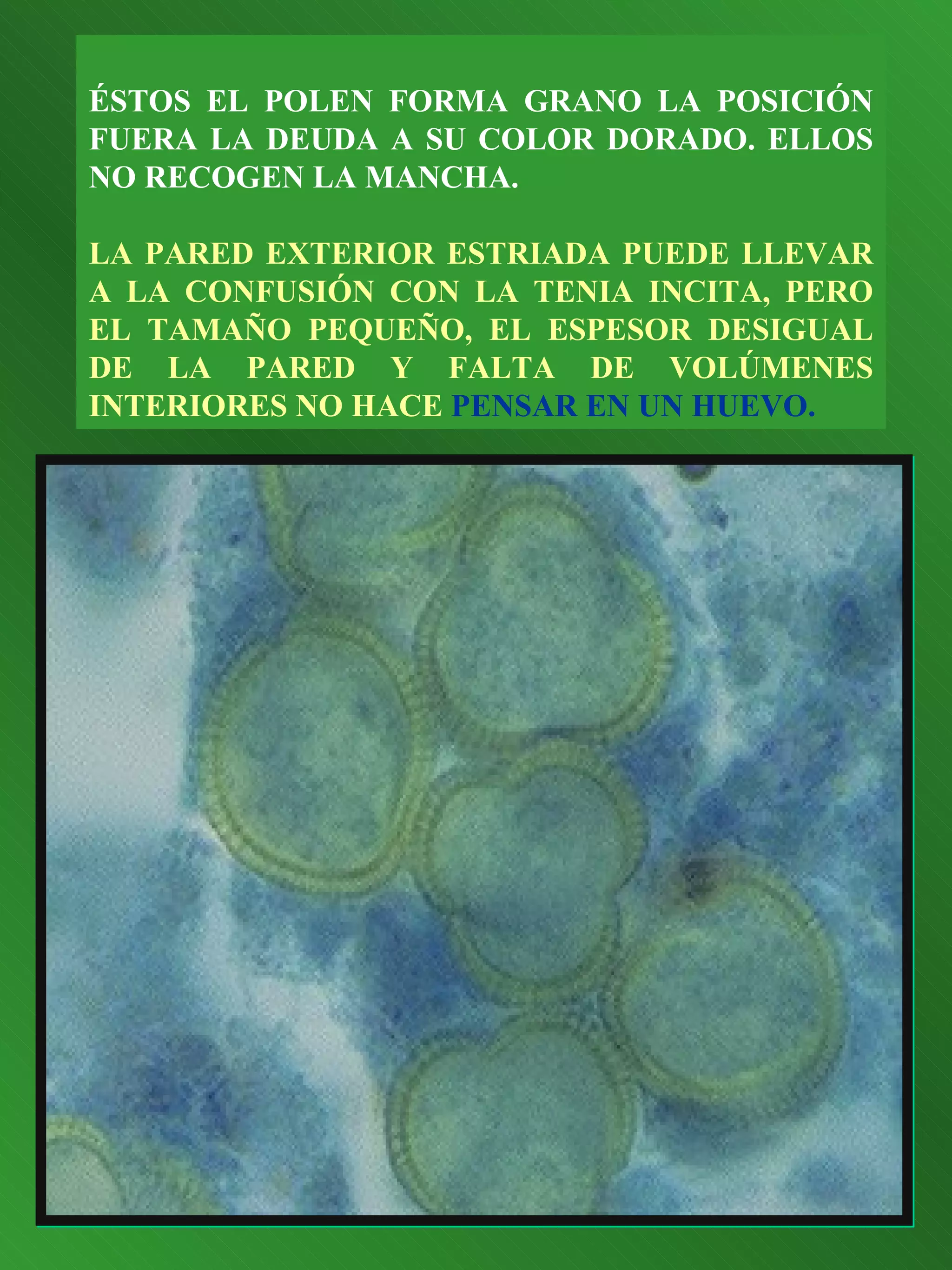 Artefactos En Coprologia | PPT