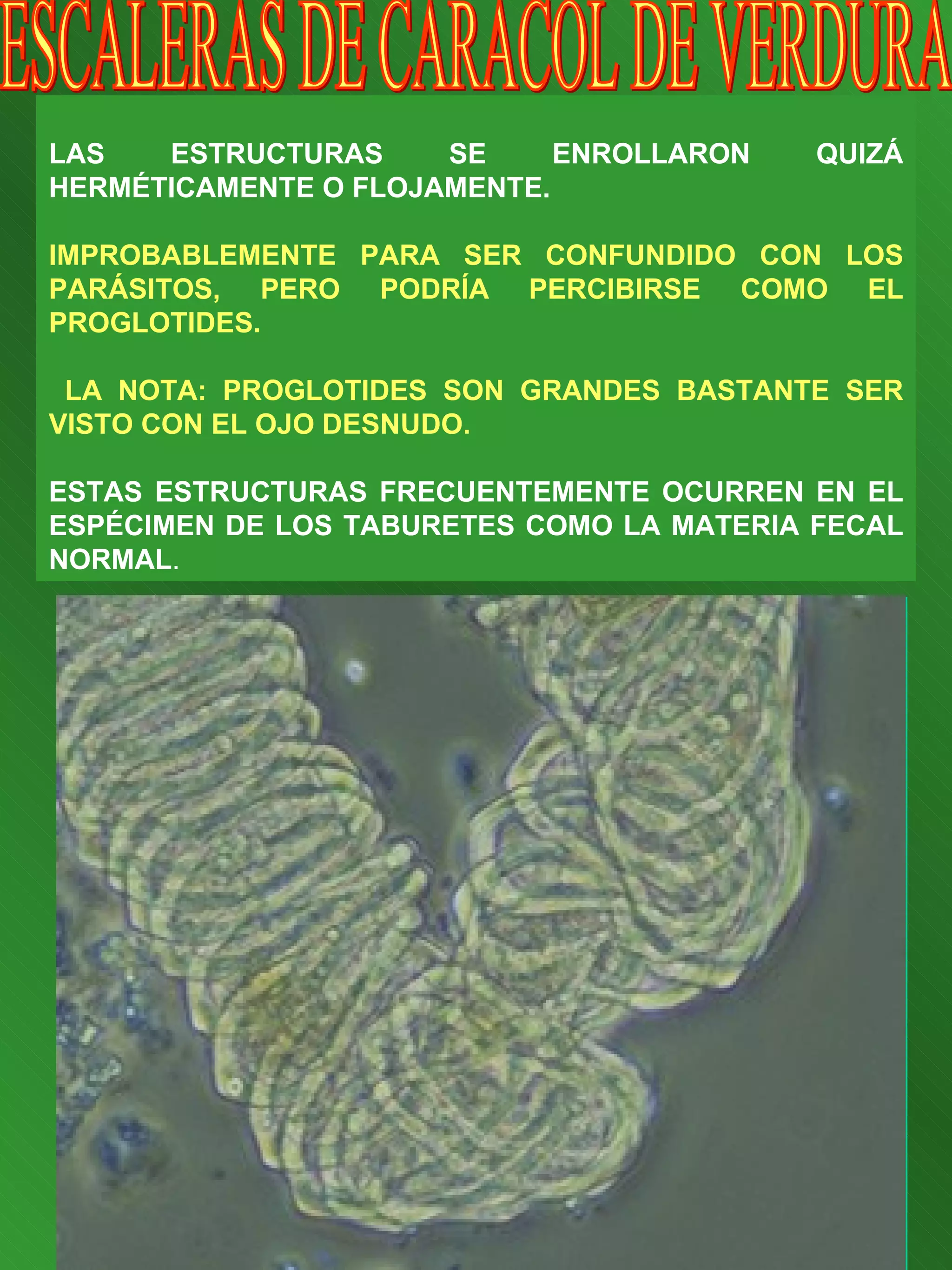 Artefactos En Coprologia | PPT