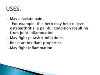 Artemisia. Compositae family | PPT