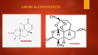 ARTEMISIA plant medicinal plant & details | PPTX