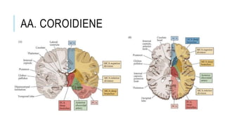 Arterele coroidiene | PPTX