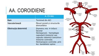 Arterele coroidiene | PPTX