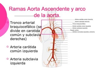 Arteria aorta | PPT