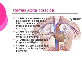Arteria aorta | PPT