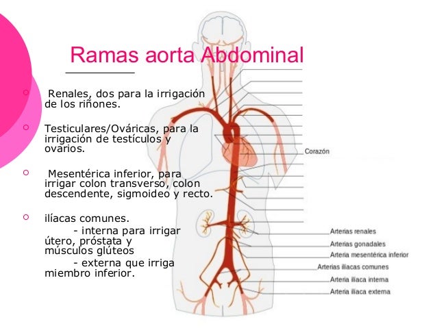Arteria aorta