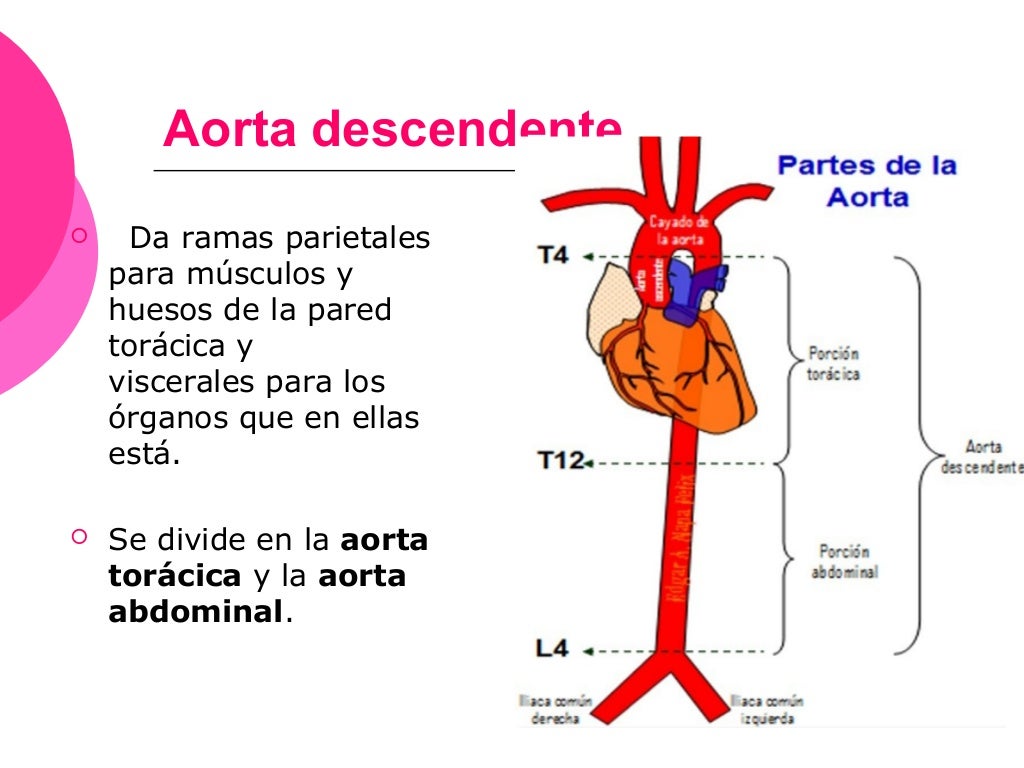 Arteria aorta