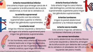Arteria aorta 55796288453269855666556665 | PDF