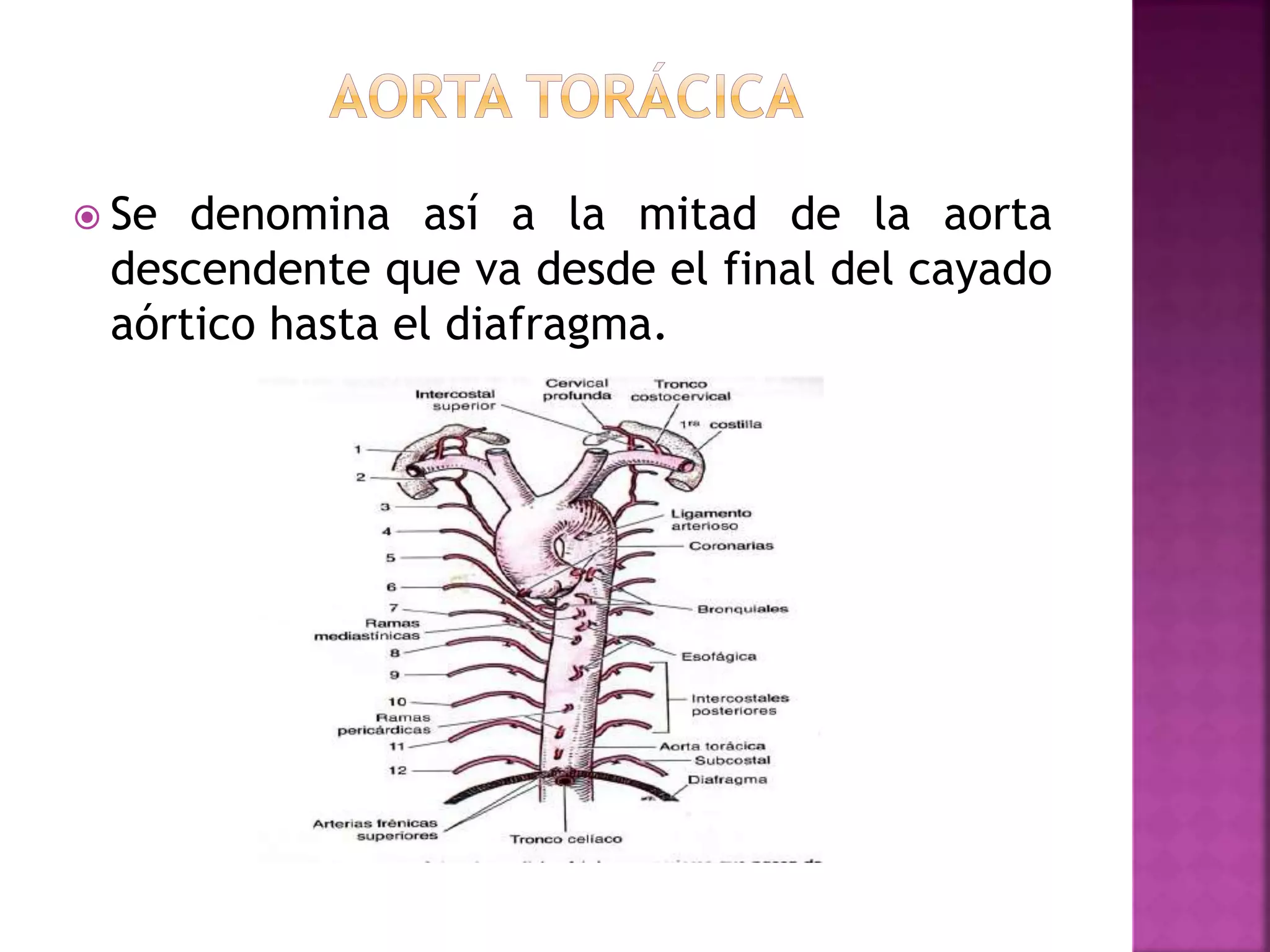Arteria aorta descendente | PPTX | Heart and Cardiovascular Diseases ...