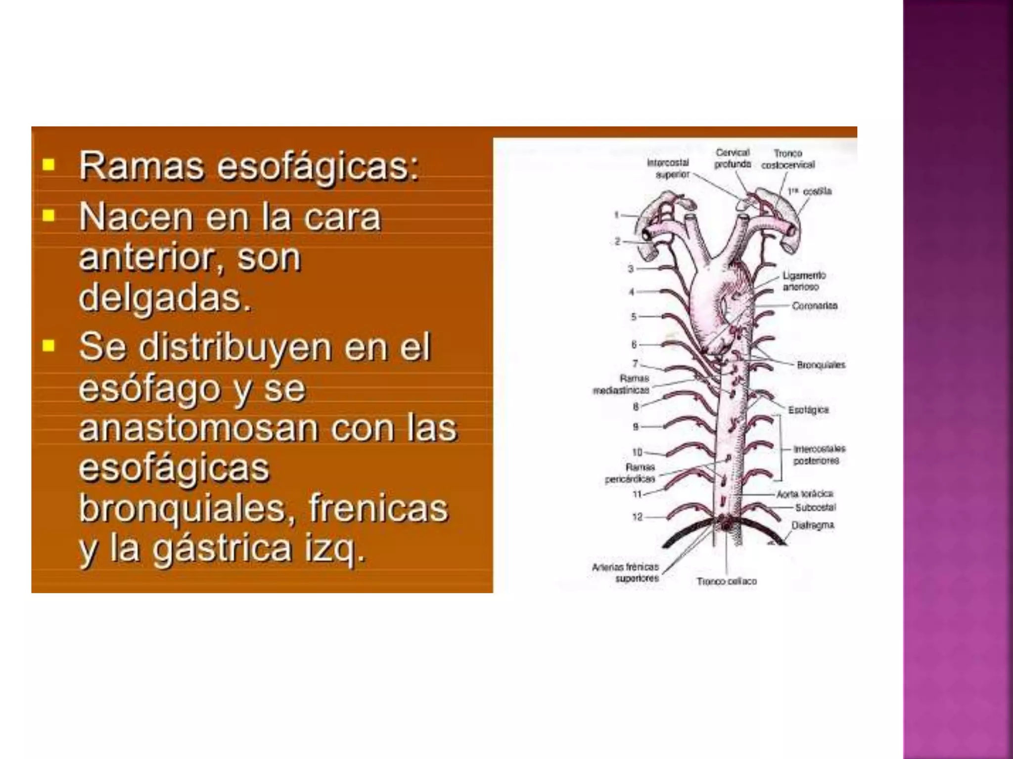 Arteria aorta descendente | PPTX | Heart and Cardiovascular Diseases ...