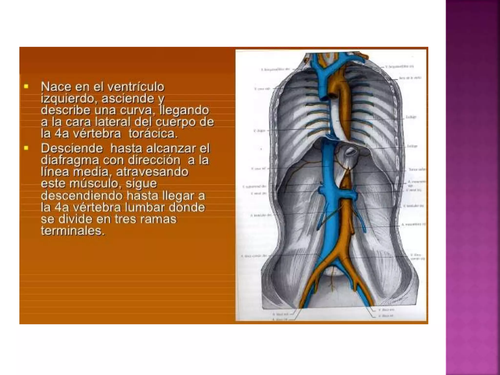 Arteria aorta descendente | PPTX | Heart and Cardiovascular Diseases ...
