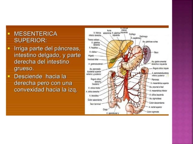 Arteria aorta descendente | PPTX | Heart and Cardiovascular Diseases ...