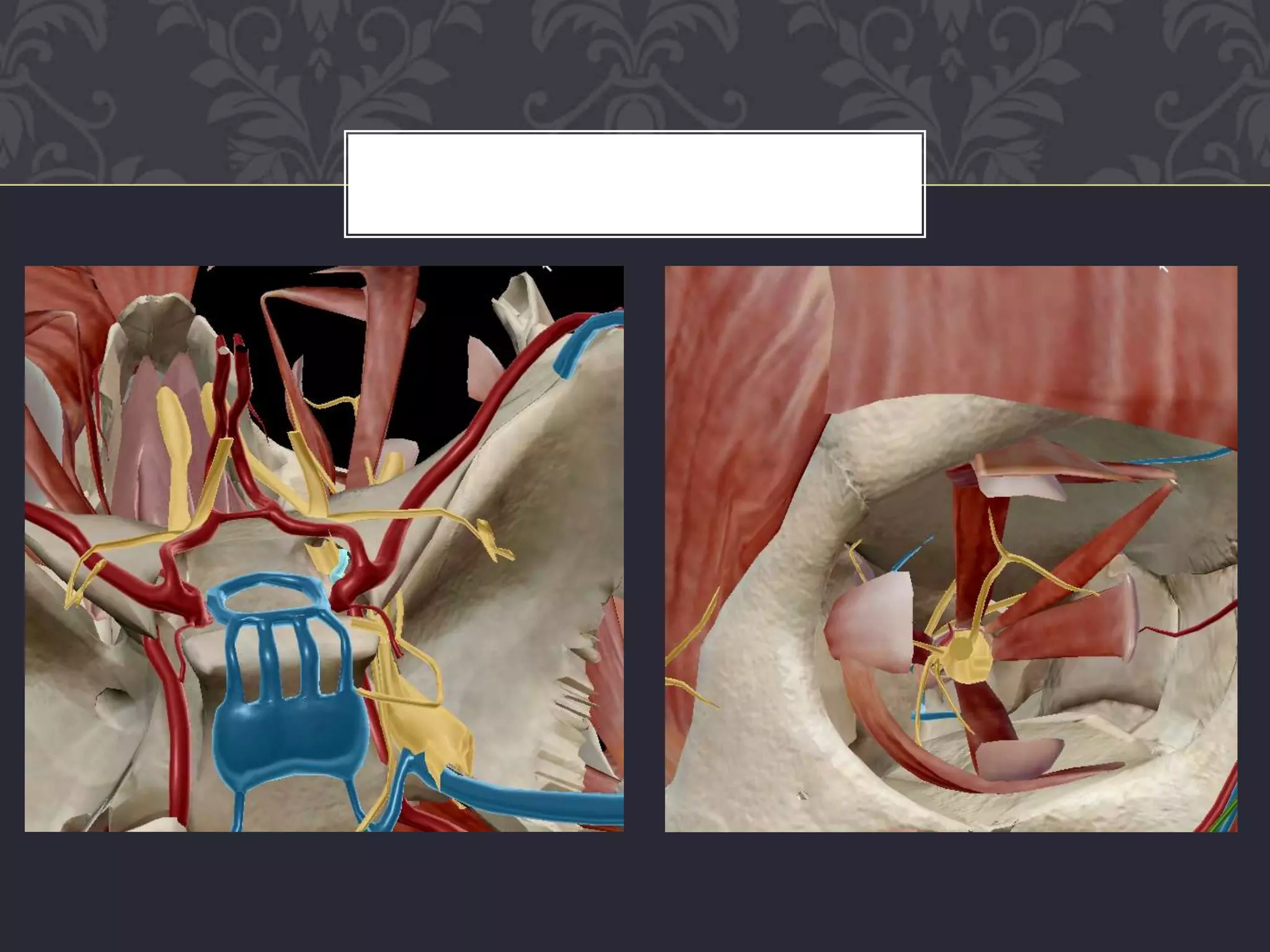Arteria carotida interna y vertebral (ramas y terminales) | PPTX