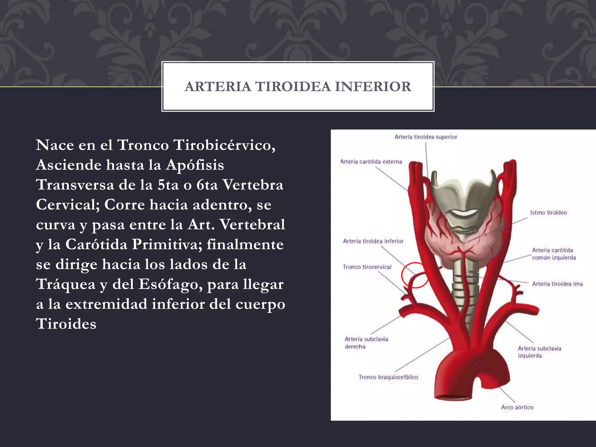 Arteria carotida interna y vertebral (ramas y terminales) | PPTX