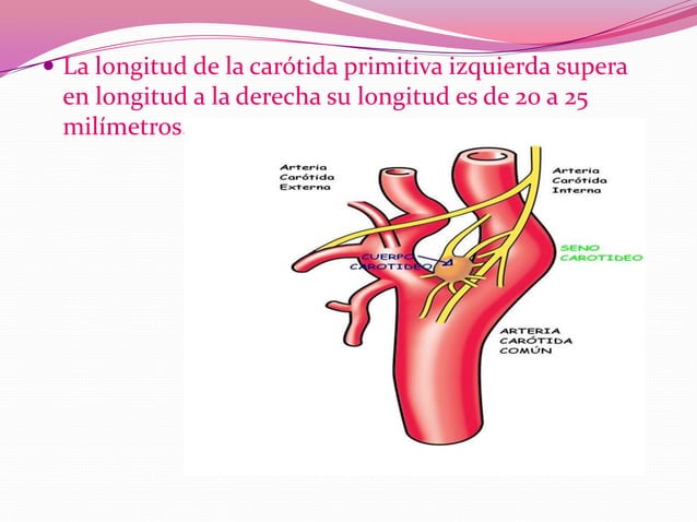 Arteria carotida primitiva | PPTX