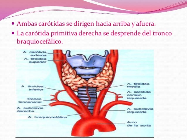 Arteria carotida primitiva