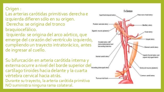 Arteria carotida primitiva (anatomia humana) 2do cuatri