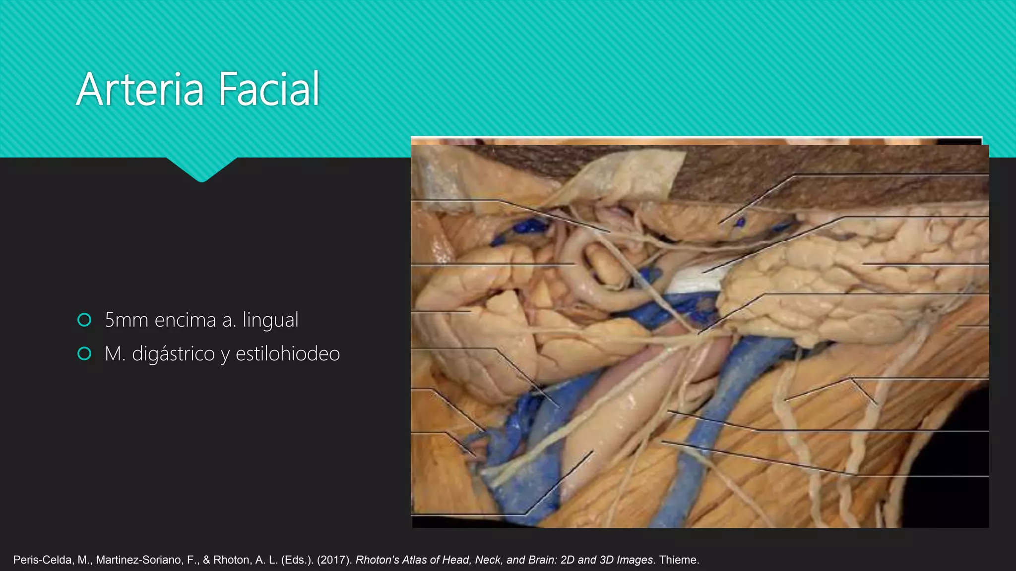 Arteria carotidea externa: Anatomía | PPTX