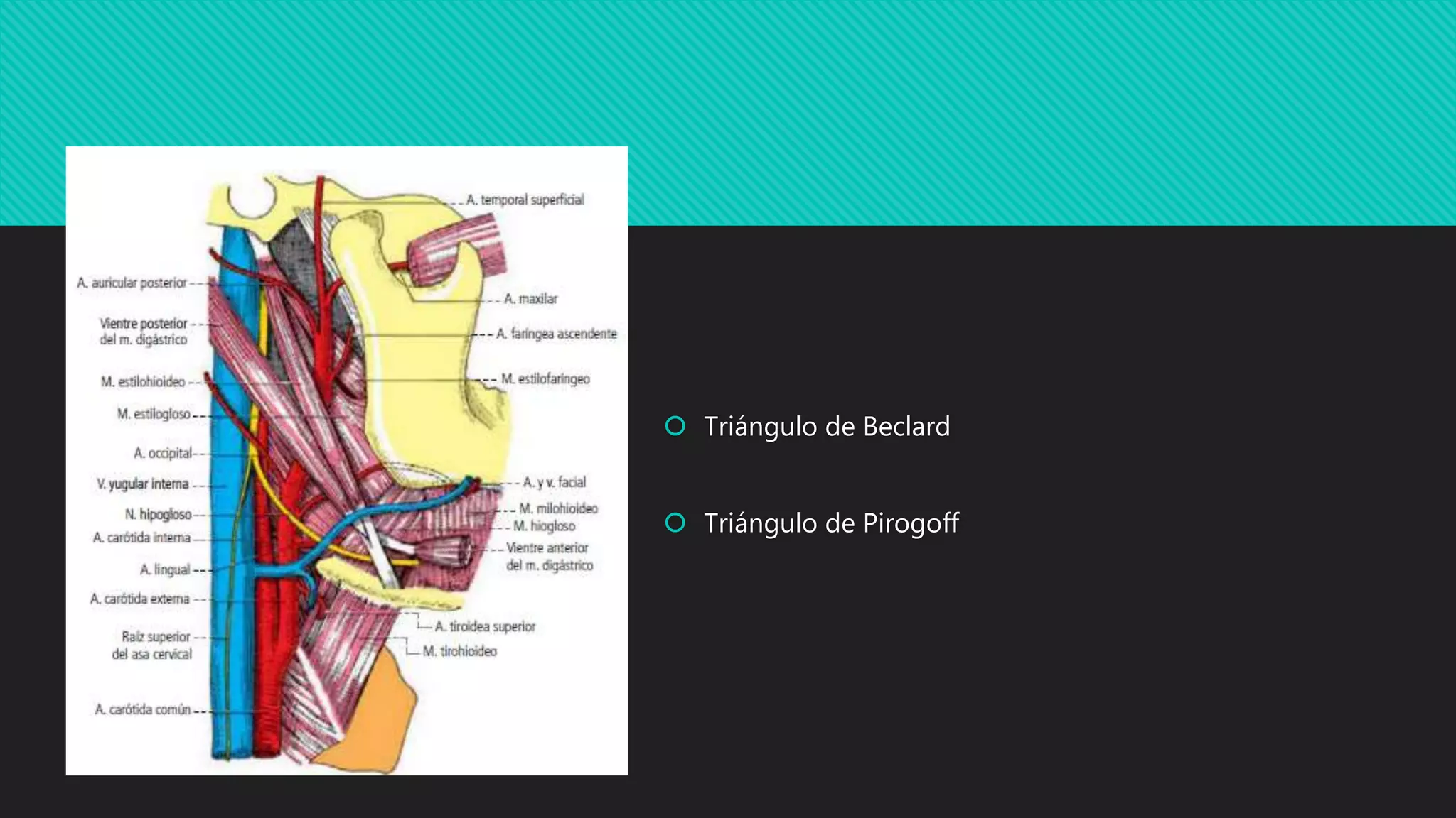 Arteria carotidea externa: Anatomía | PPTX