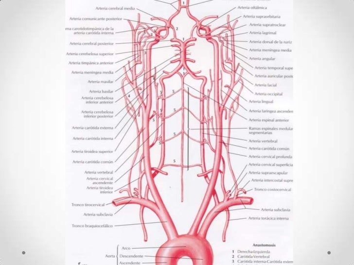 Arteria Carótida Primitiva