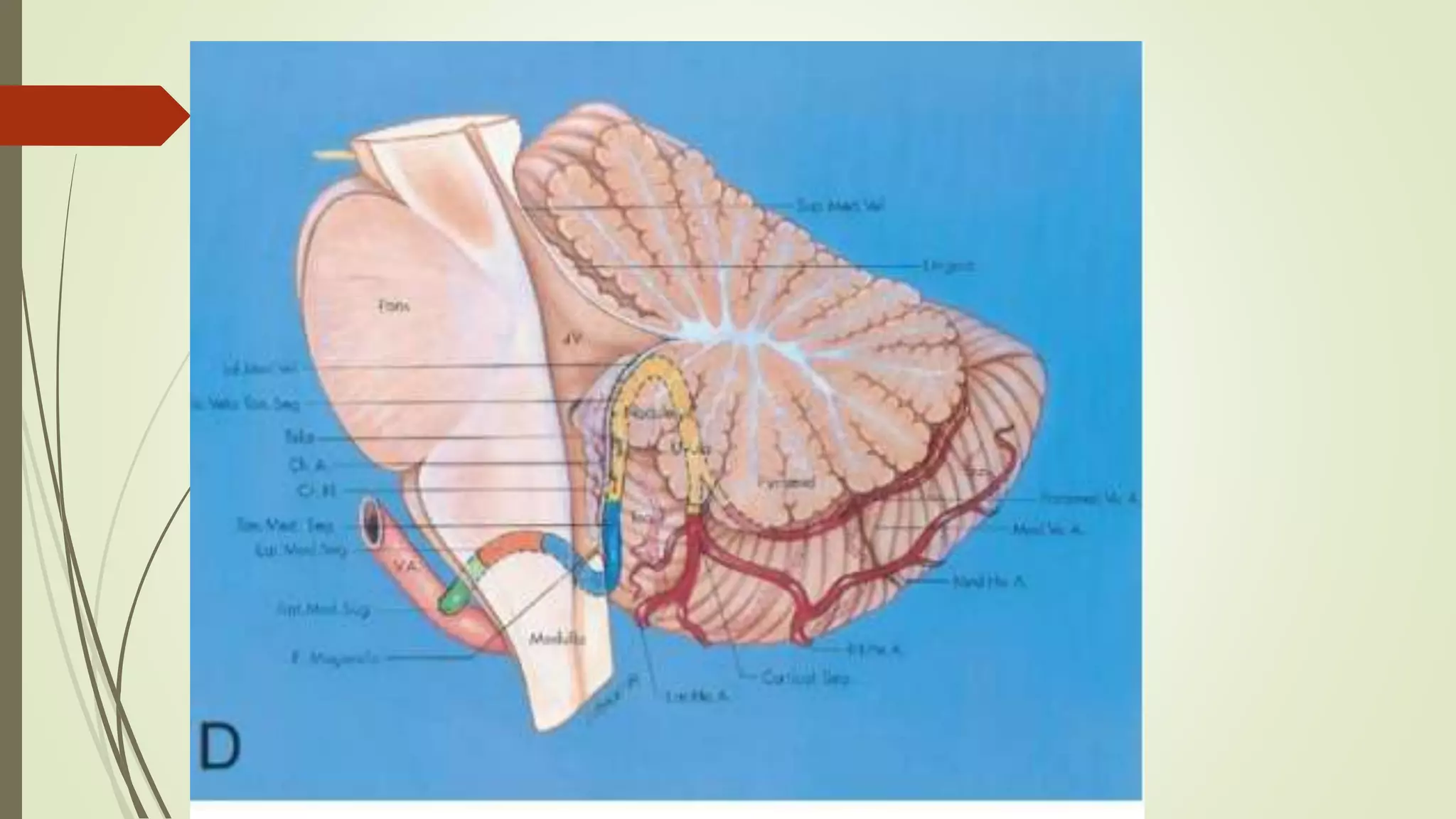 Arteria Cerebelosa PosteroInferior.pptx