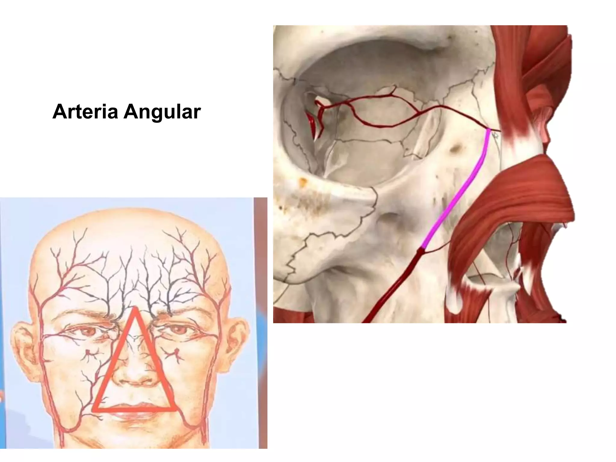 arteria facial.pptx
