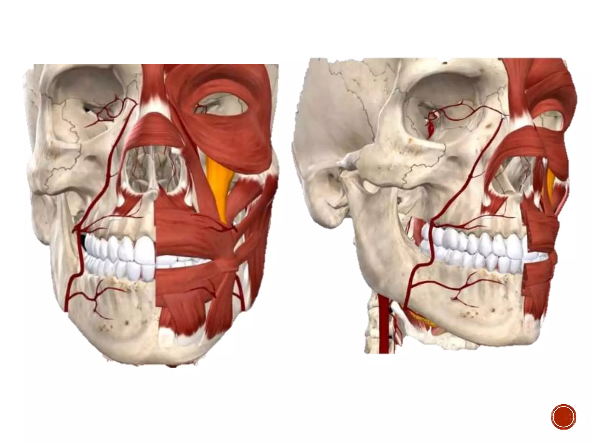 arteria facial.pptx