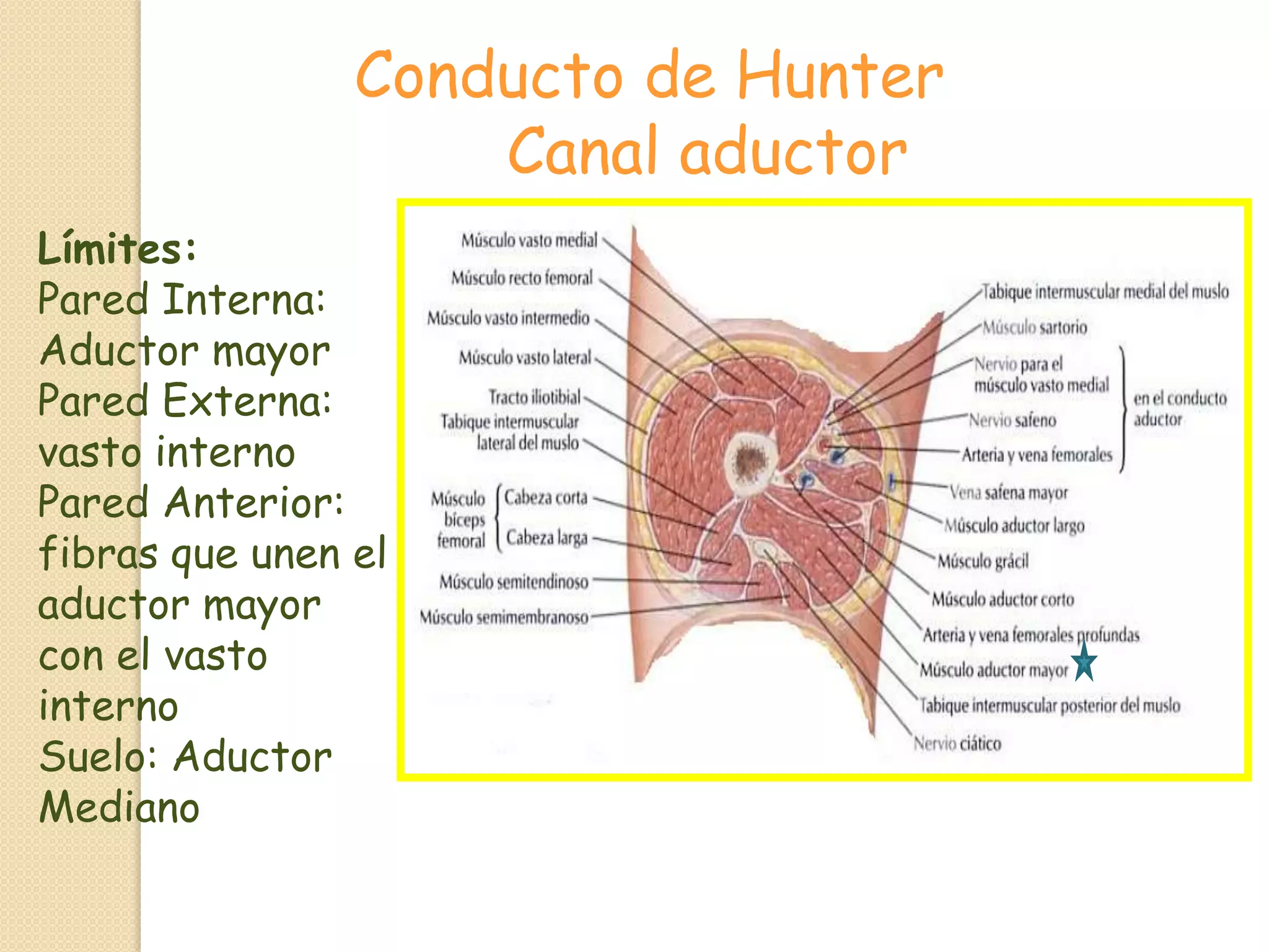 Arteria femoral | PPTX