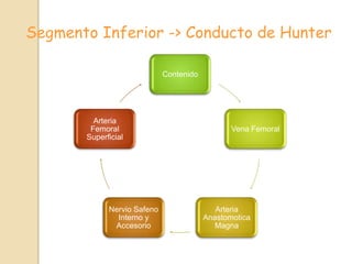 Arteria femoral | PPTX