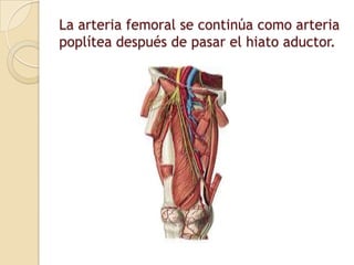 Arteria femoral | PPTX