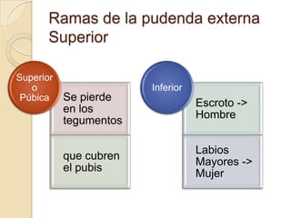 Arteria femoral | PPTX