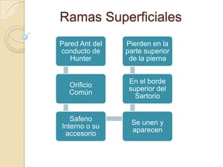 Arteria femoral | PPTX