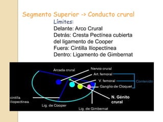 Arteria femoral | PPTX
