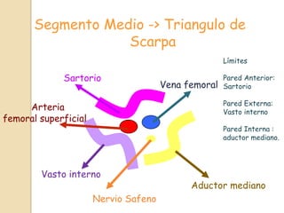 Arteria femoral | PPTX