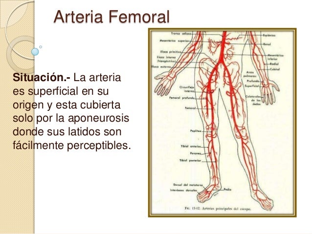Arteria Femoralis Anatomie Verlauf Topographie Ste