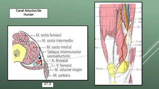 Arteria femoral y poplitea | PPTX