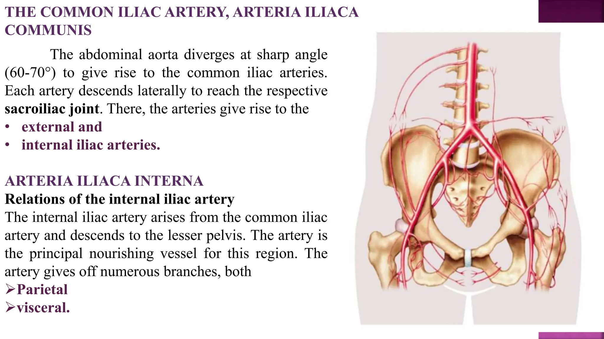 Common iliac artery | PPT