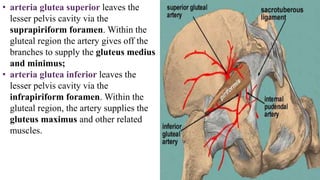 Common iliac artery | PPT