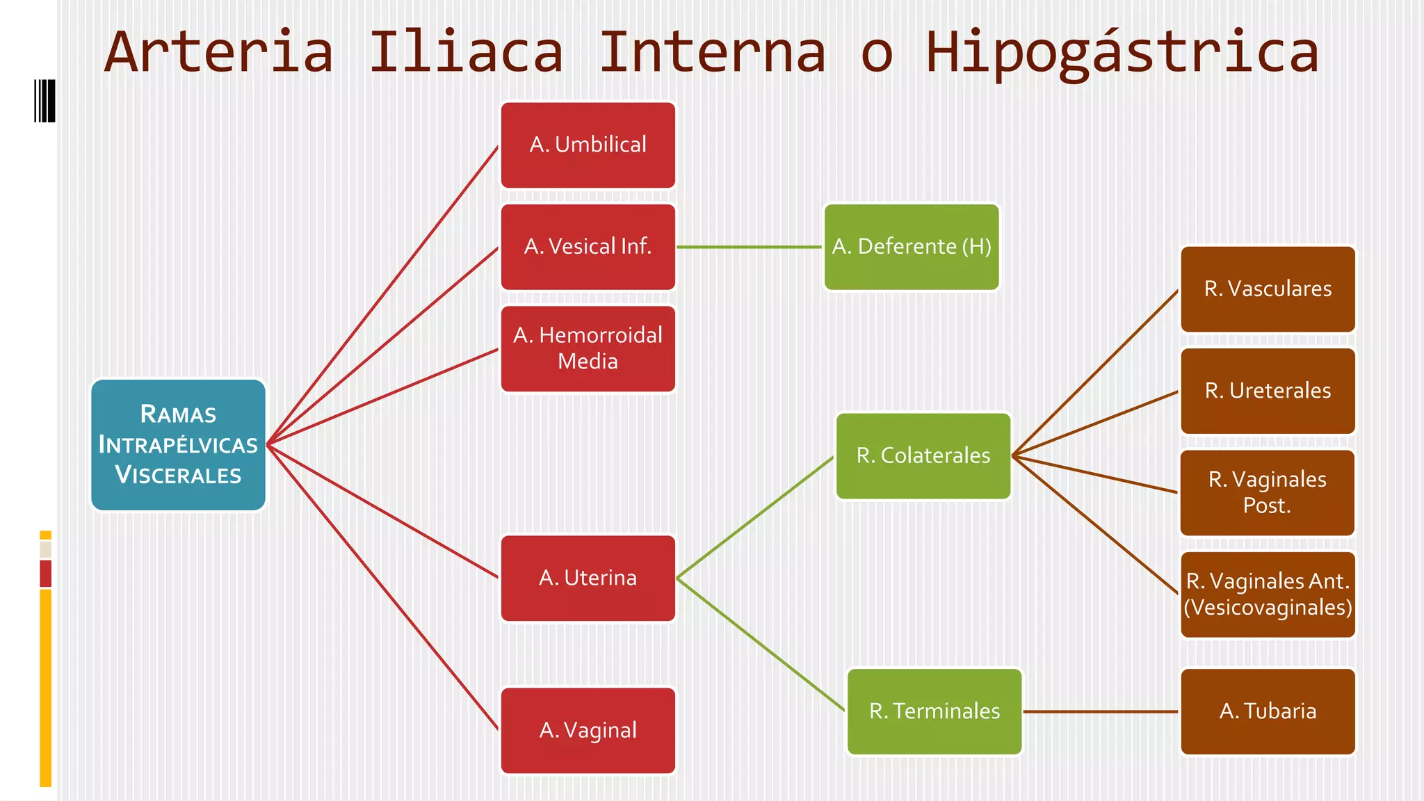 Anatomia de la Arteria Iliaca | PPTX