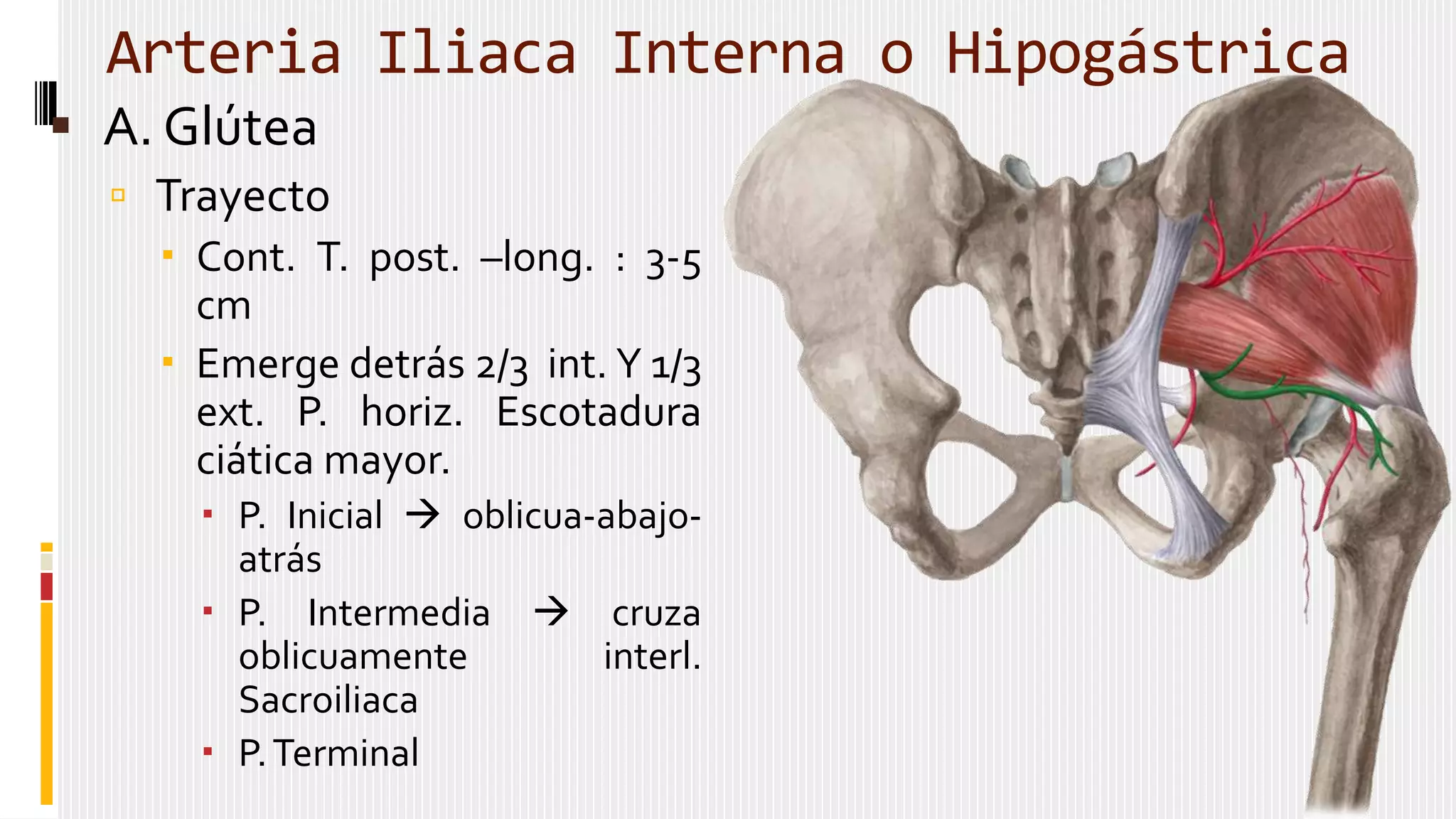 Anatomia de la Arteria Iliaca | PPTX