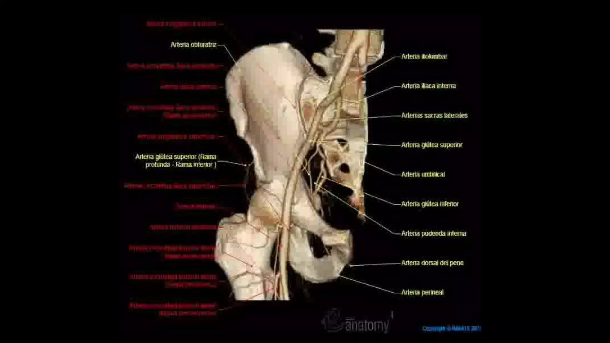 Anatomia de la Arteria Iliaca | PPTX