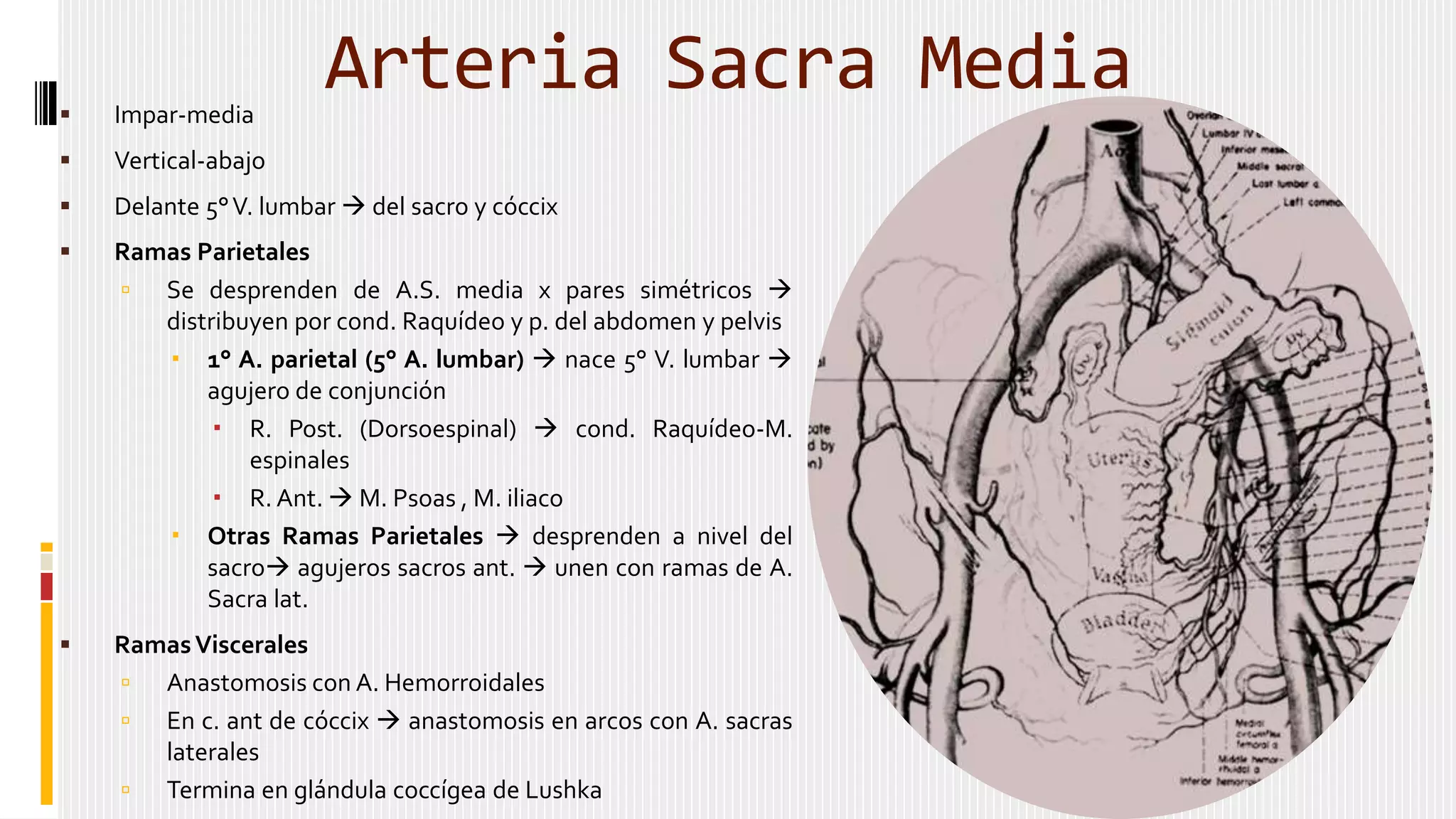 Modelo De Arteria Iliaca Externa . Anatomía Descriptiva Y Aplicada.