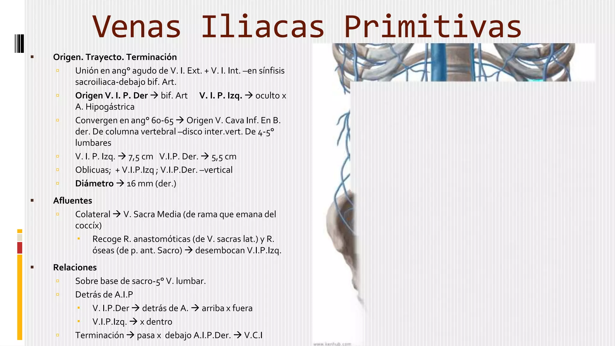Anatomia de la Arteria Iliaca | PPTX