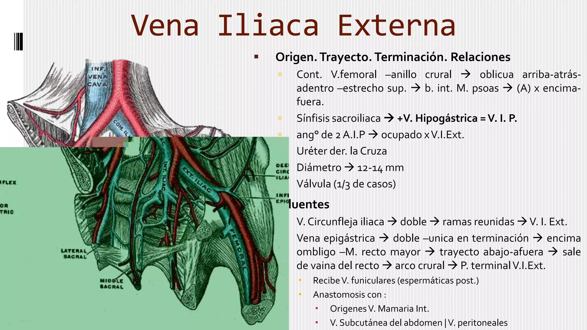 Anatomia de la Arteria Iliaca | PPTX
