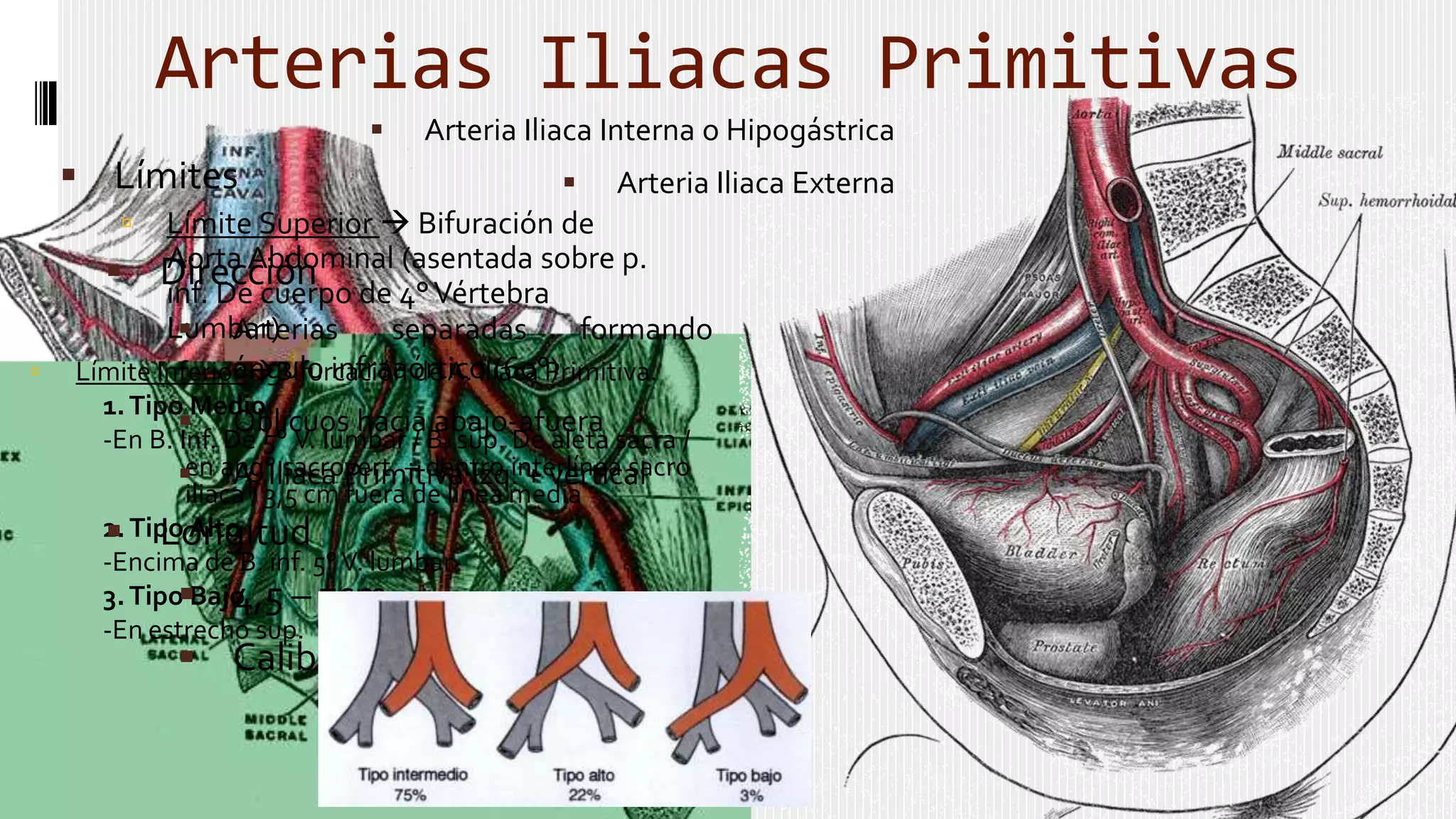 Anatomía De La Arteria Hipogástrica
